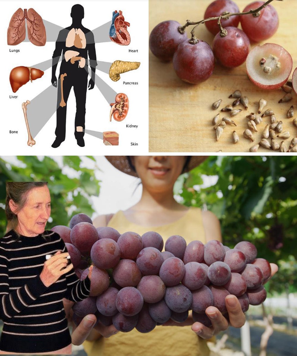 The Hidden Power of Grape Seeds: A Tiny Superfood with Big Health ...